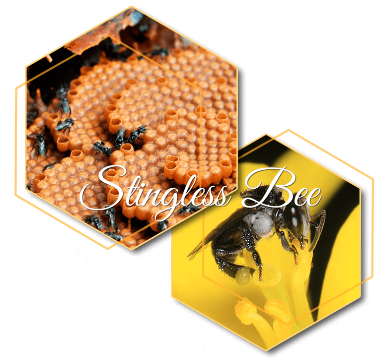 Keistimewaan dan Manfaat Madu Stingless Bee – BMunno – Pidi Meganutri ...